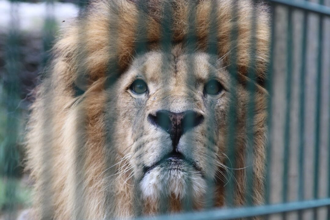 Two circus lions are heading to a new life in Africa - Air Cargo Week